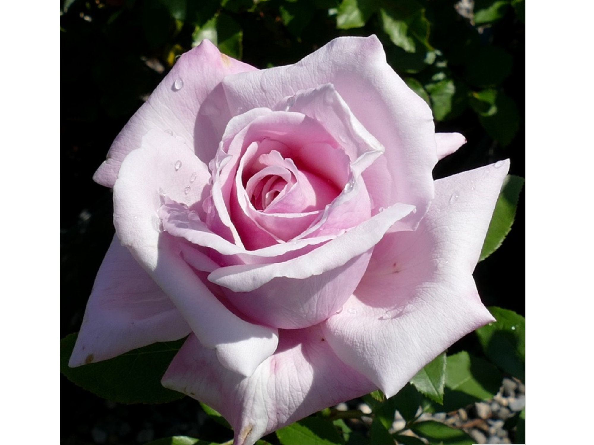 Stainless Steel Hybrid Tea Rose