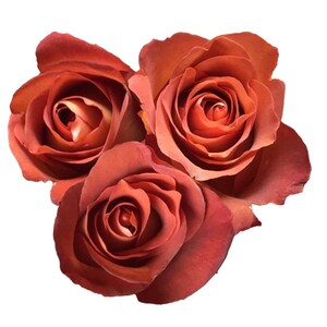 Coffee Break Rose Seeds - Perennial - Authentic Seeds - Flowers - Easy ...