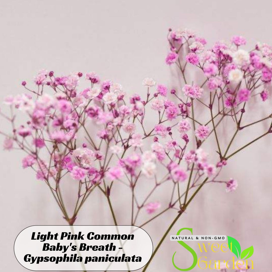 Light Pink Common Baby's Breath Seeds - Gypsophila Paniculata-perennial ...