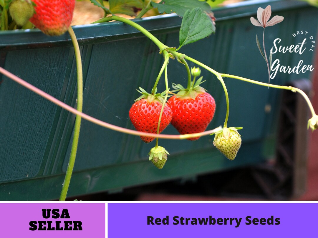 110 Seeds Red Strawberry Seeds perennial authentic - Etsy