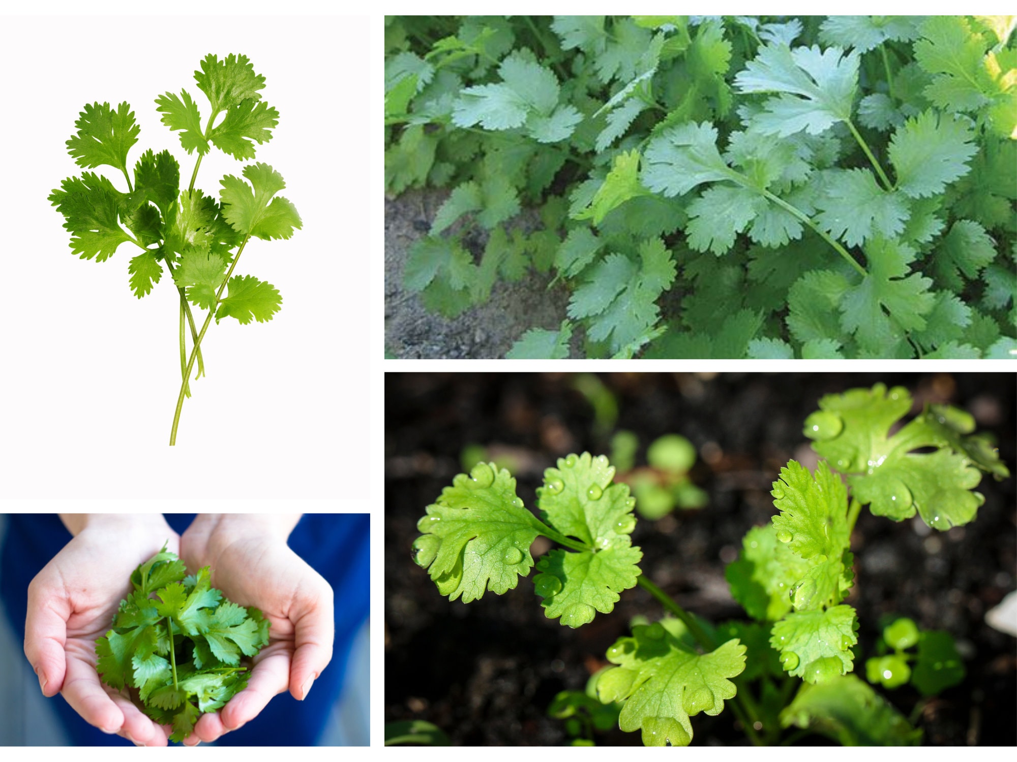 110 Seeds Cilantro Seeds-perennial authentic Seeds-flowers - Etsy