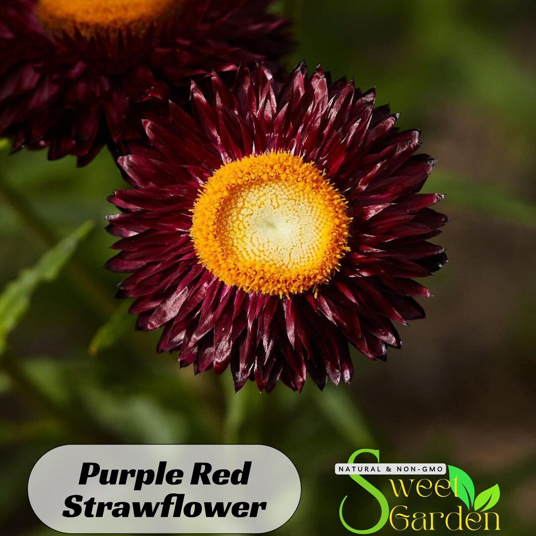 100s|purple Red Strawflower Seeds - Perennial - Authentic Seeds ...