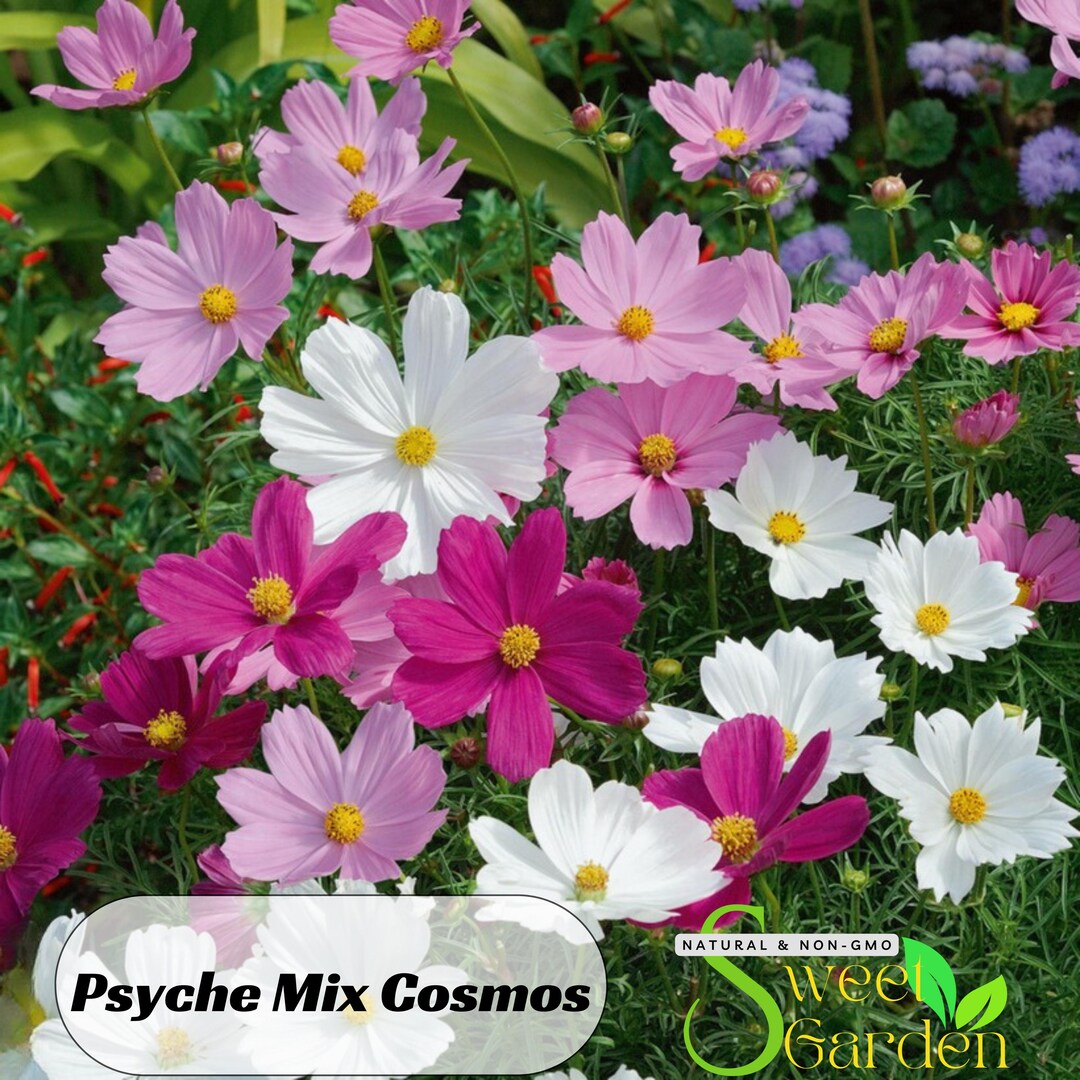 50s|psyche Mix Cosmos Seeds- Annual - Authentic Seeds - Flowers - Easy ...