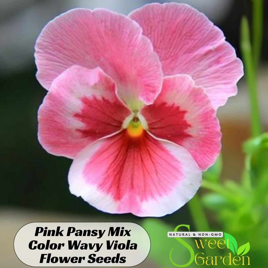Pink Pansy Mix Color Wavy Viola Flower Seeds-cold Resistant-self ...