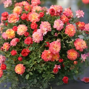 Cache Cache Rose Seeds - Perennial - Authentic Seeds - Flowers - Easy ...
