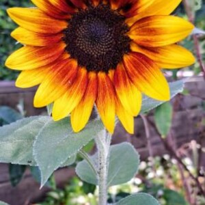 Yellow and Brown Firecracker Sunflower Seeds perennial authentic Seeds ...