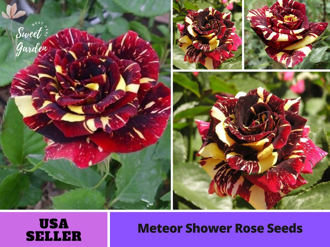 Meteor Shower Rose Seeds-perennial authentic Seeds-flowers organic. Non ...