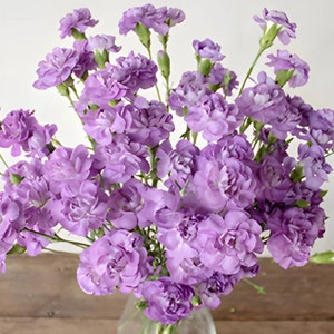 30s|moonberry Light Purple Mini Carnation - Authentic Seeds - Dianthus ...