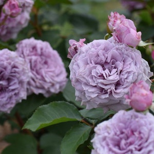 コリン クレイヴン - Colin Craven Rose Seeds - Perennial - Authentic Seeds ...
