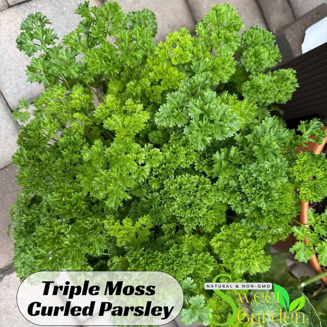 25 Seeds|triple Moss Curled Parsley Seeds -perennial -perennial ...