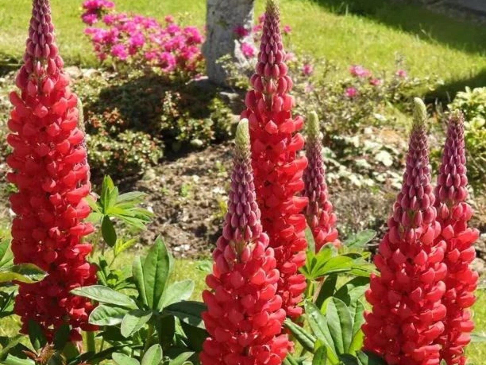 Lupinus ‘beefeater’ (lupine) Seeds- Lupinus - Bluebonnet - Authentic ...