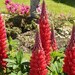 Lupinus ‘beefeater’ (lupine) Seeds- Lupinus - Bluebonnet - Authentic ...