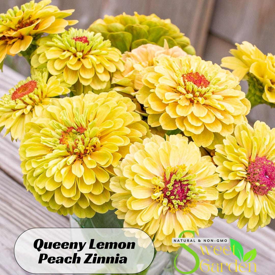 Queeny Lemon Peach Zinnia Seeds Authentic Open-pollinated Flower Seeds ...
