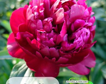 10+ Rare Seeds| Muti-mix Peony Seeds - Perennial - Authentic Seeds ...