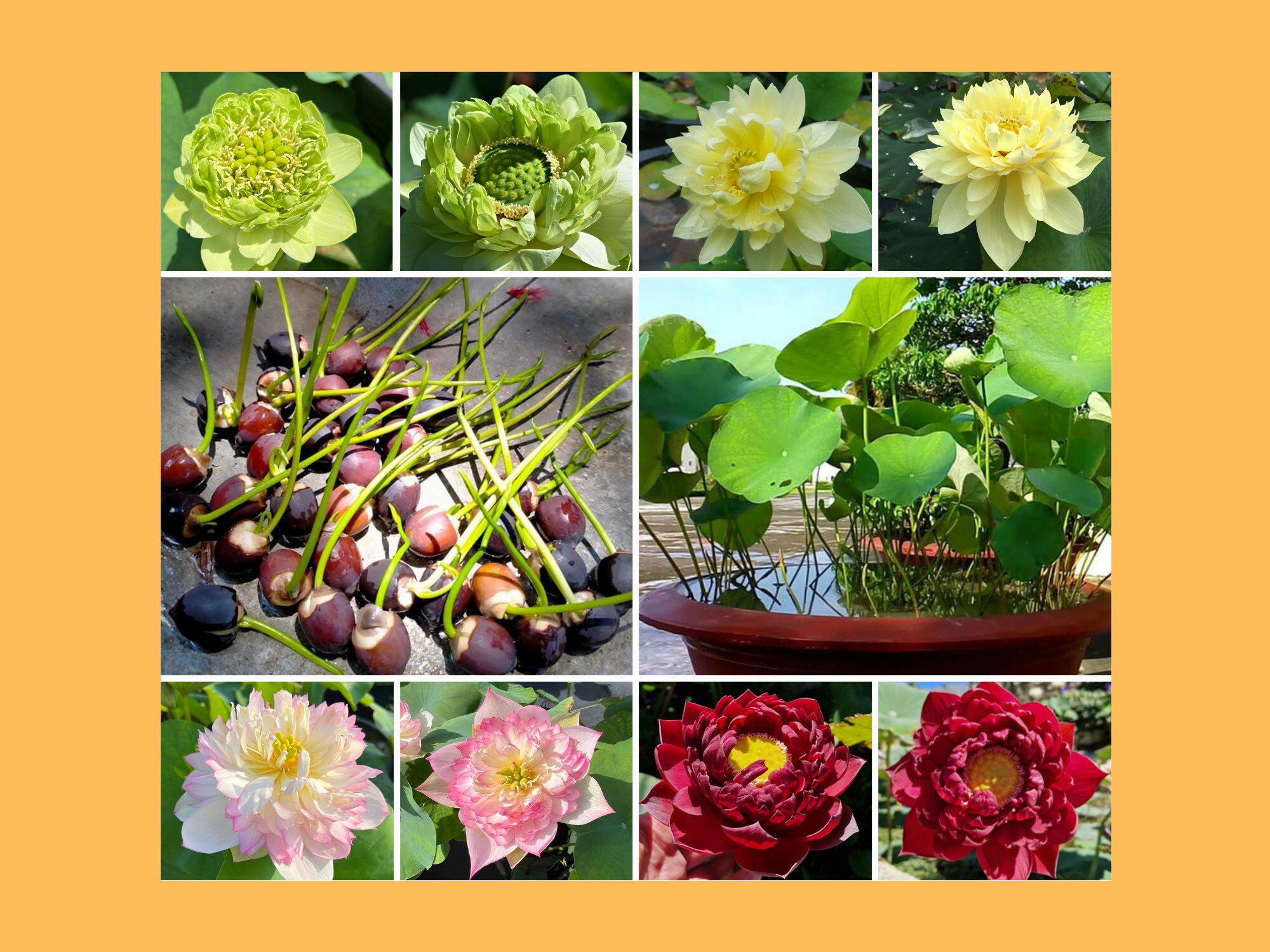 5+ Rare Seeds| Mix Lotus Seeds - Indian Lotus (nelumbo Nucifera) Seeds ...