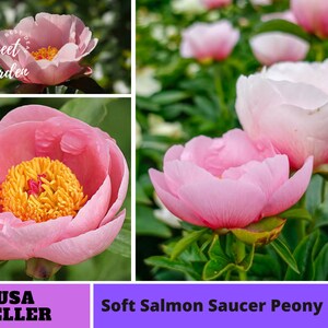 10 Seeds Soft Salmon Saucer Peony Seeds Perennial Authentic Seeds ...