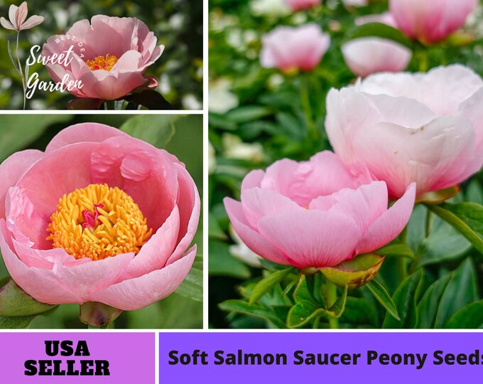 10 Rare Seeds Mutabilis Plena Peony Seeds Perennial Authentic Seeds ...