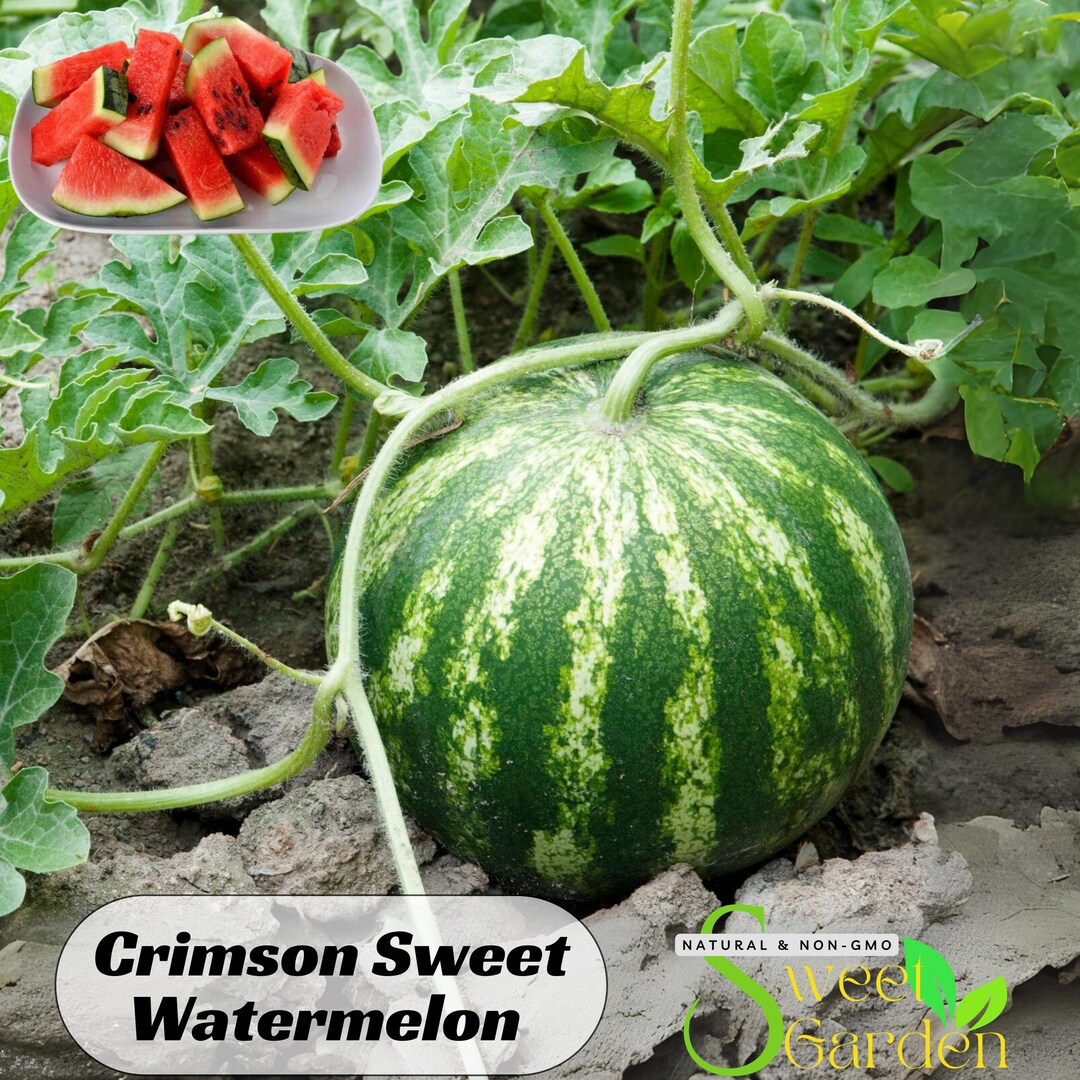 12 Seeds| Crimson Sweet Watermelon Seeds- Authentic Seeds ~vegetable ...