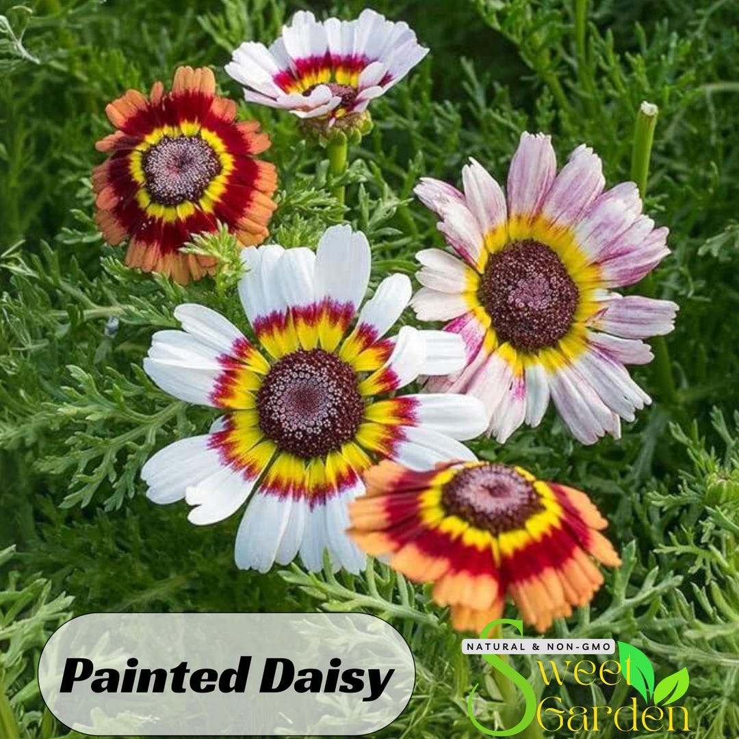 Painted Daisy Seeds - Perennial - Authentic Seeds - Daisy Flowers ...