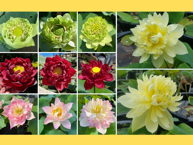 5+ Rare Seeds| Mix Lotus Seeds - Indian Lotus (nelumbo Nucifera) Seeds ...