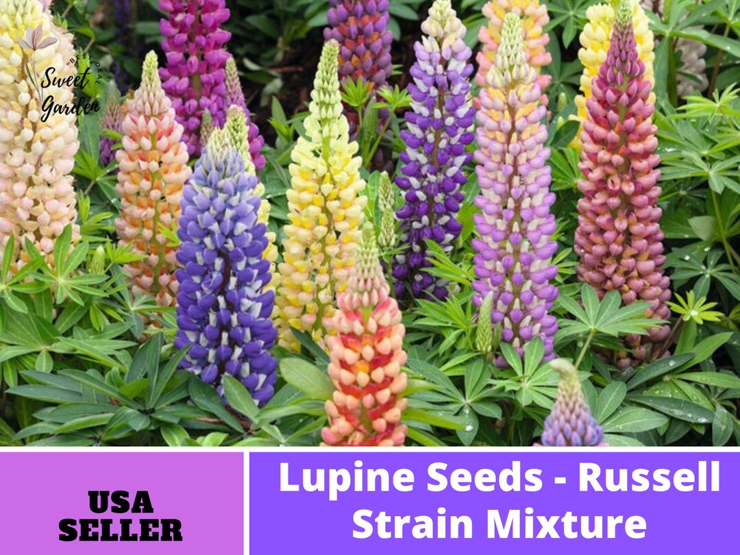 Lupine Seeds Russell Strain Mixture Perennial authentic Seeds vegetable ...