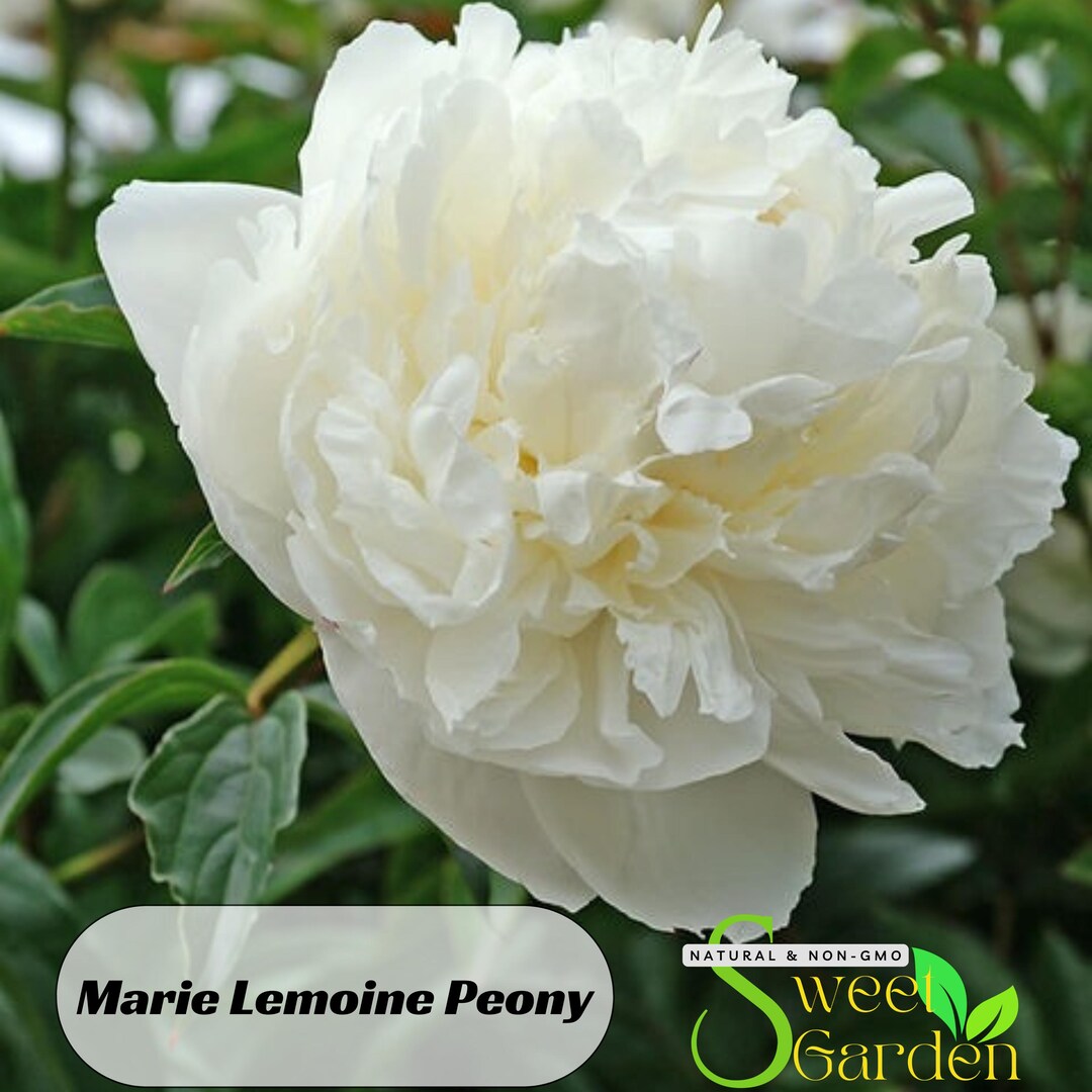 10+ Seeds| Marie Lemoine Peony Seeds - Perennial - Authentic Seeds ...