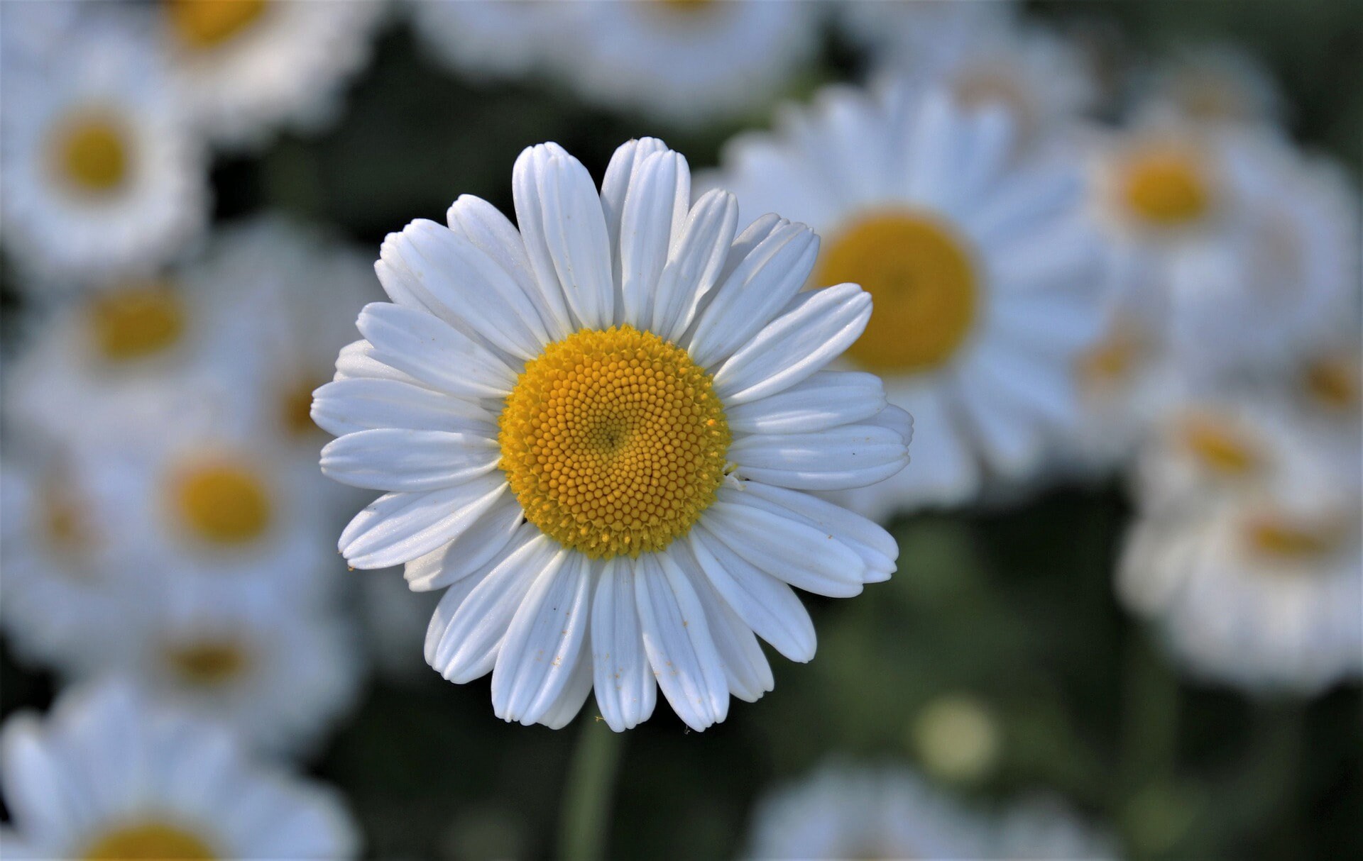 110 Seeds Roman Chamomile Seeds perennial authentic - Etsy