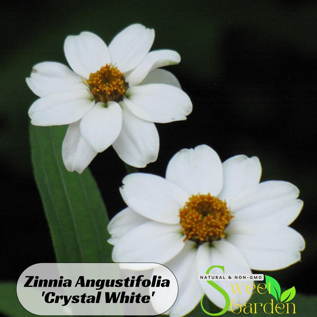 Zinnia Angustifolia 'crystal White' Seeds - Authentic - Open-pollinated ...