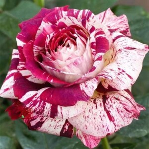 Muti- Color Mix Rose Seeds - Perennial -authentic Seeds-flowers -. Non ...