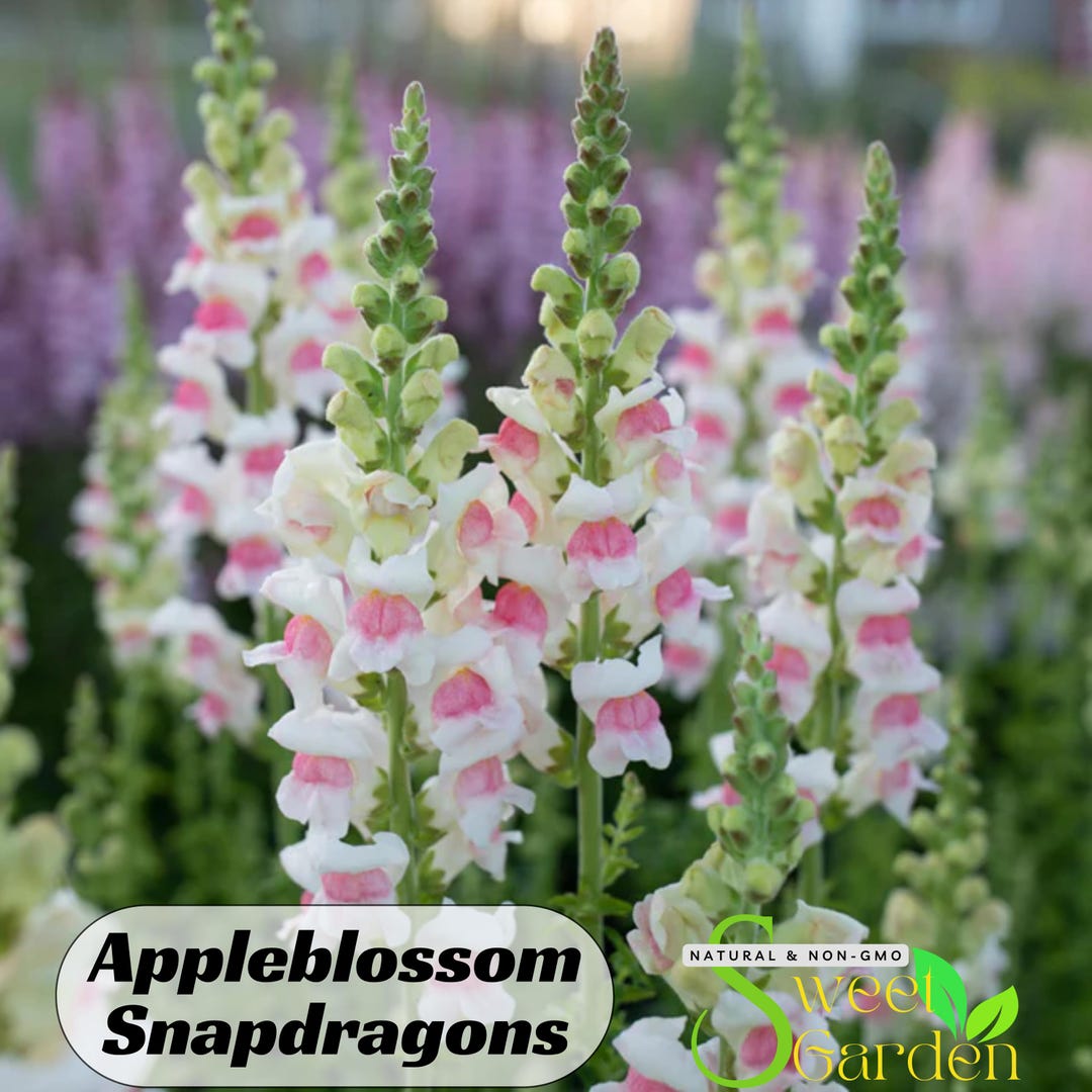 Opus Appleblossom Snapdragons Seeds - Cold Resistant - Attracts ...