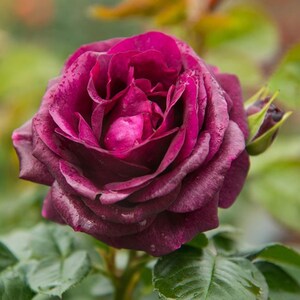 Twilight Rose Seed Flower Dark Red Flower - Perennial - Authentic Seeds ...