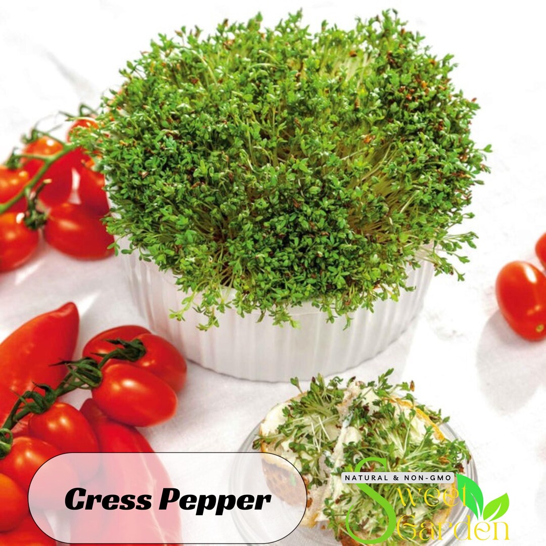 20 Seeds| Cress Pepper Seeds- Authentic Seeds ~vegetable Seeds~ Asian ...