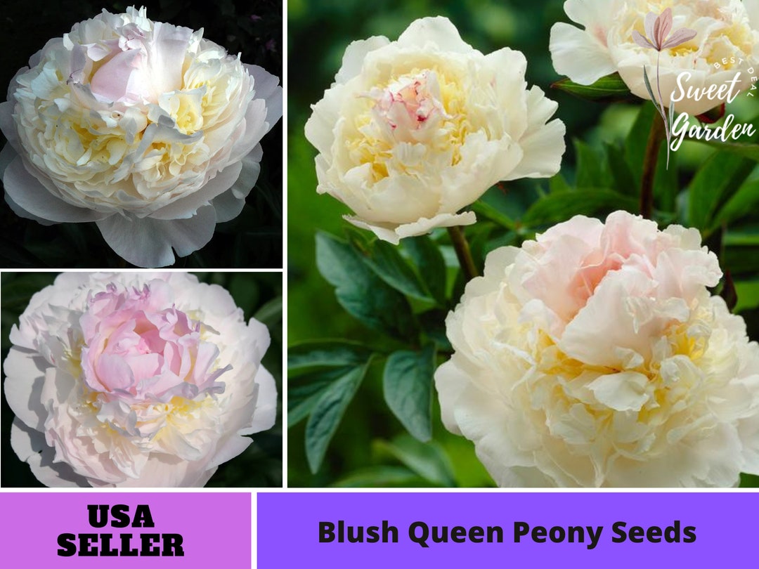 10 Seeds Blush Queen Peony Seeds perennial authentic Seeds-flowers ...