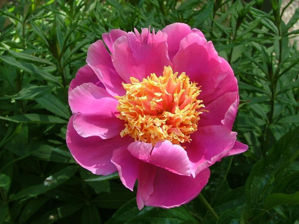 10 Seeds Doreen Peony Seeds-perennial authentic - Etsy