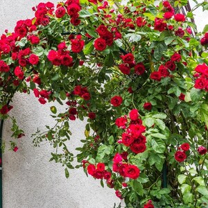 Red Climbing Rose Seeds Perennial Authentic Seeds Flowers Easy to Grow ...