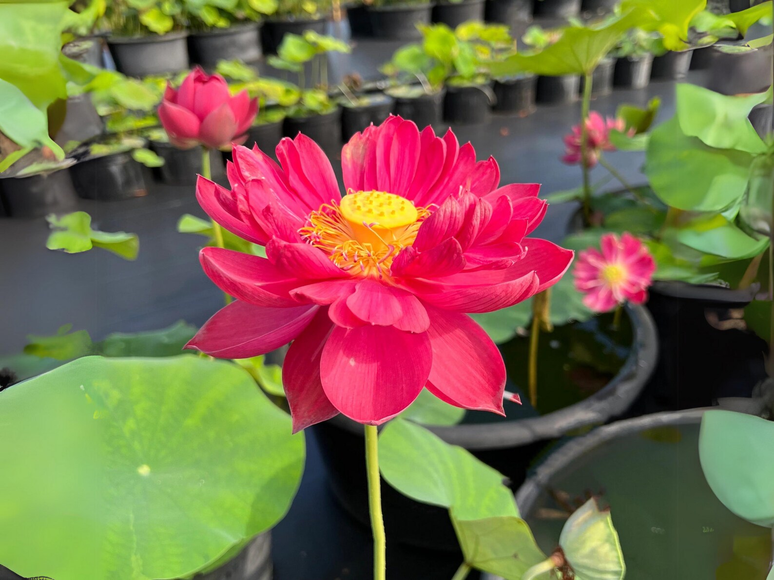 5+ Rare Seeds| Brilliant Red Happy Lover Lotus Seeds - Indian Lotus ...