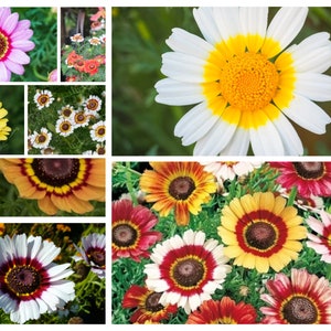 Painted Daisy Seeds - Perennial - Authentic Seeds - Daisy Flowers ...