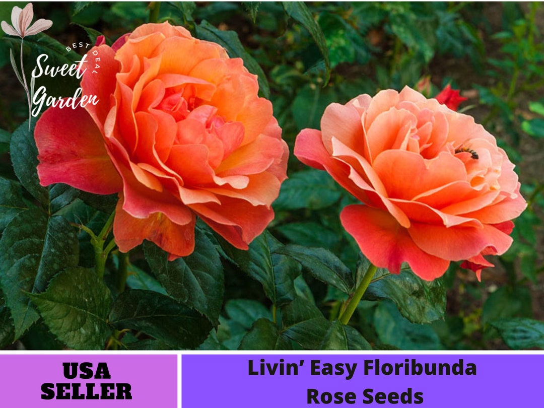 32 Seeds Livin Easy Floribunda Rose Flower Seeds 1037 - Etsy