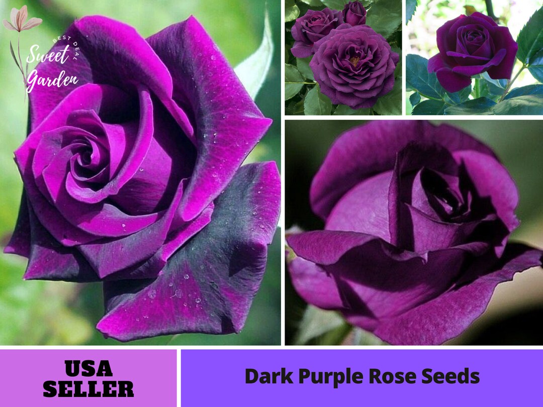 Dark Purple Rose Seeds Perennial Authentic Seeds Flowers Easy to Grow ...