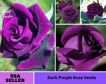 RARE Multi-color ROSE Flower SEEDS gorgeous and Aromatic - Etsy