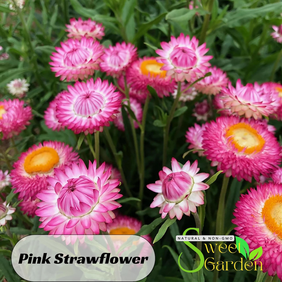 100s|pink Strawflower Seeds - Perennial - Authentic Seeds - Summer ...