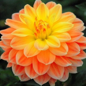 October Sky Dahlia Seeds - Perennial - Authentic Seeds - Flowers ...