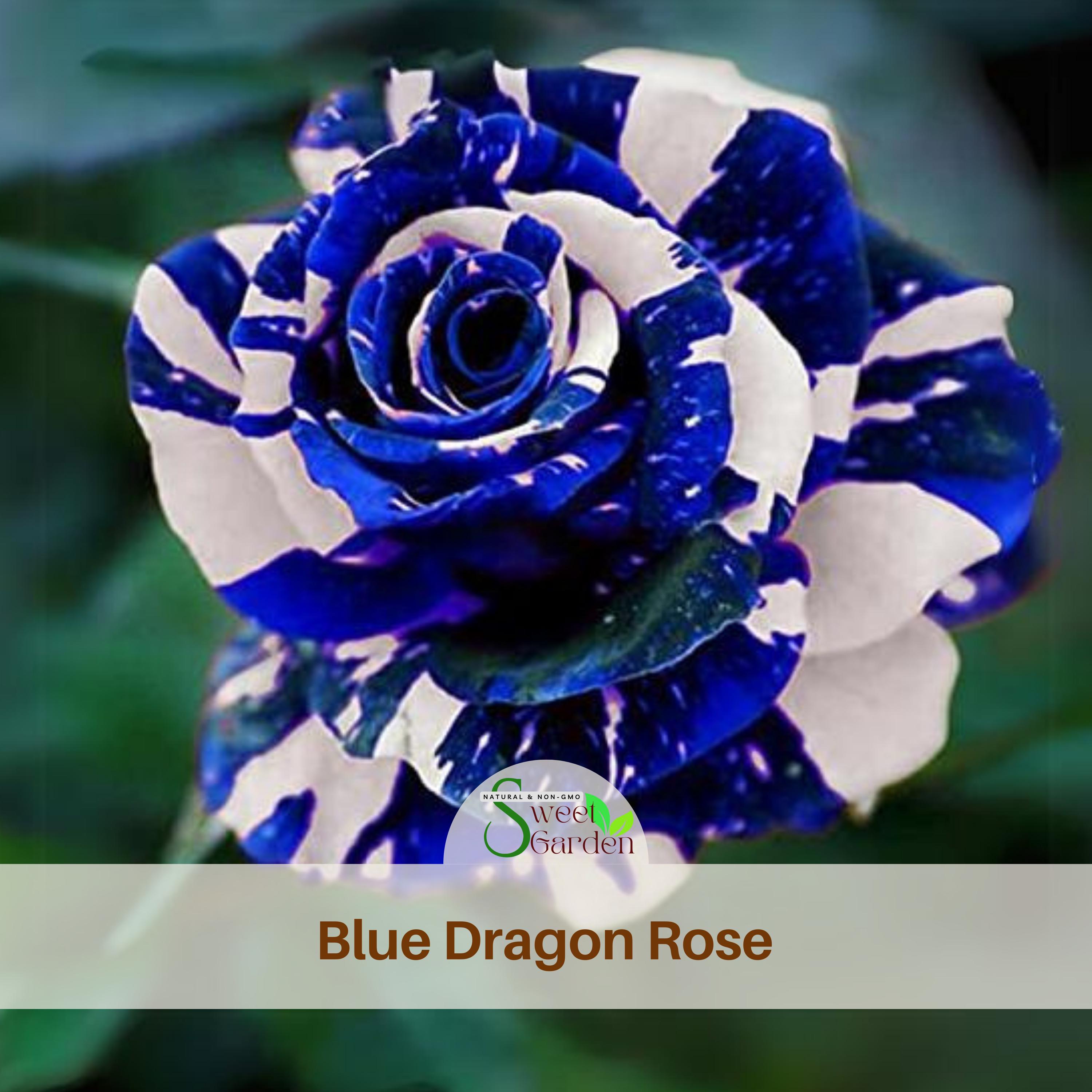 Blue Dragon Rose Seeds - Perennial - Authentic Seeds - Flowers - Easy ...