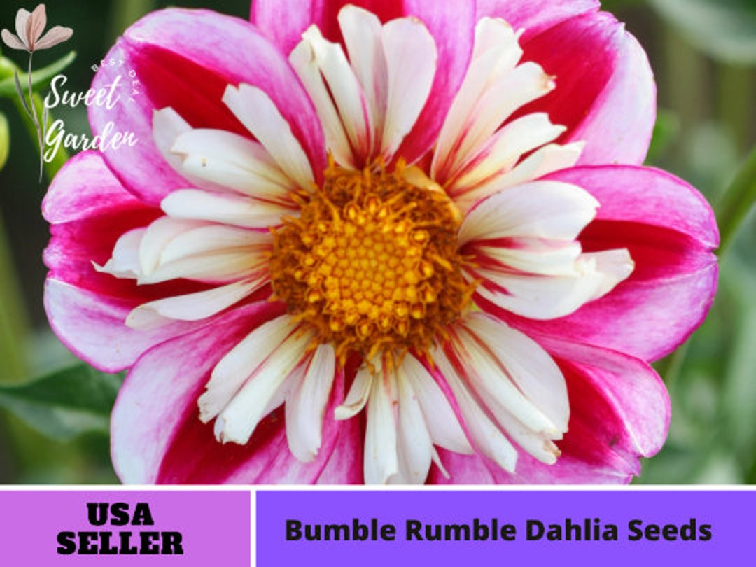 Bumble Rumble Dahlia Seeds Perennial Authentic Seeds Flowers Clumping ...