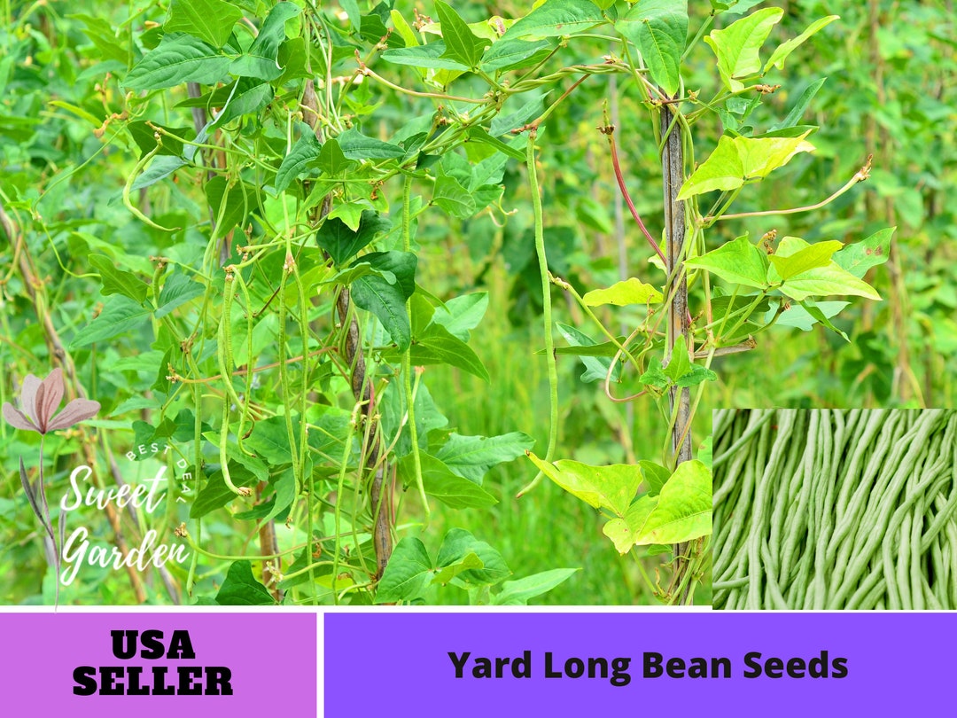 20 Seeds Yard Long Bean Seeds Perennial authentic Seeds-flowers organic ...