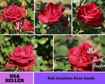 English Lavender Seeds-perennial authentic Seeds-flowers organic. Non ...