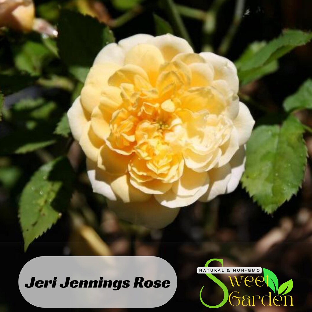Jeri Jennings Rose Seeds-perennial -authentic Seeds-flowers -organic ...