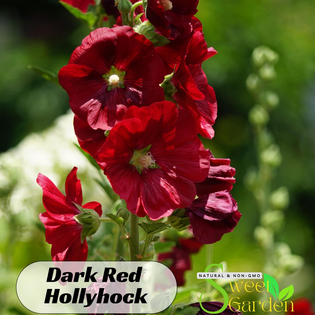 Dark Red Hollyhock - Alcea Rosea Seeds- Perennial -authentic Seeds ...