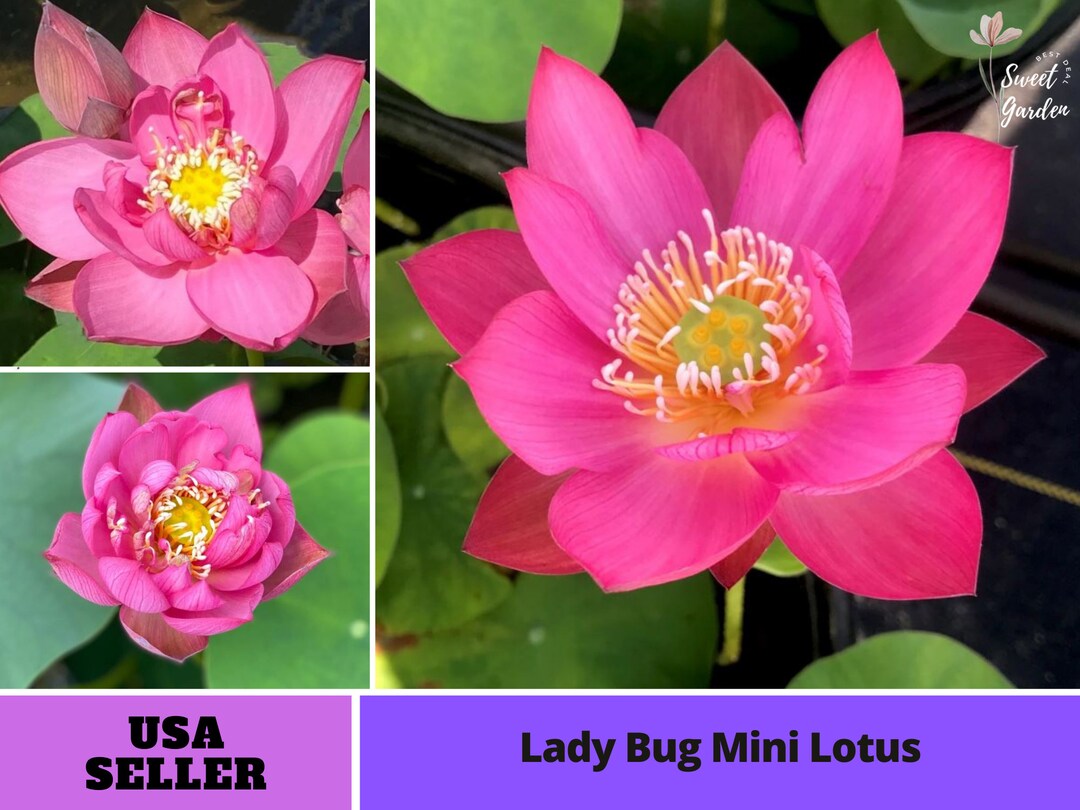 5 Rare Seeds Lady Bug Mini Lotus Seeds Indian Lotus nelumbo Nucifera ...