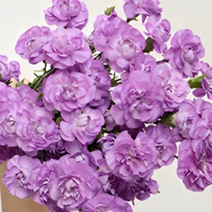 30s|moonberry Light Purple Mini Carnation - Authentic Seeds - Dianthus ...